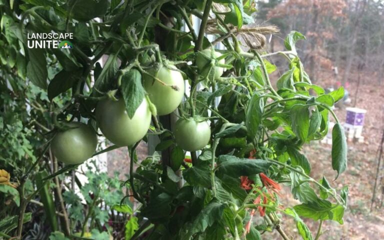 How to Winterize Tomato Plants: 4 Easy Methods