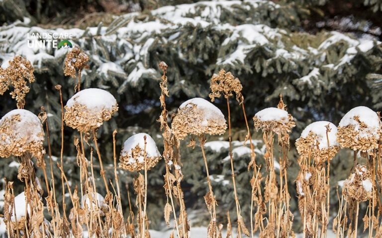 How to Winterize Hydrangea Plants Successfully This Winter?