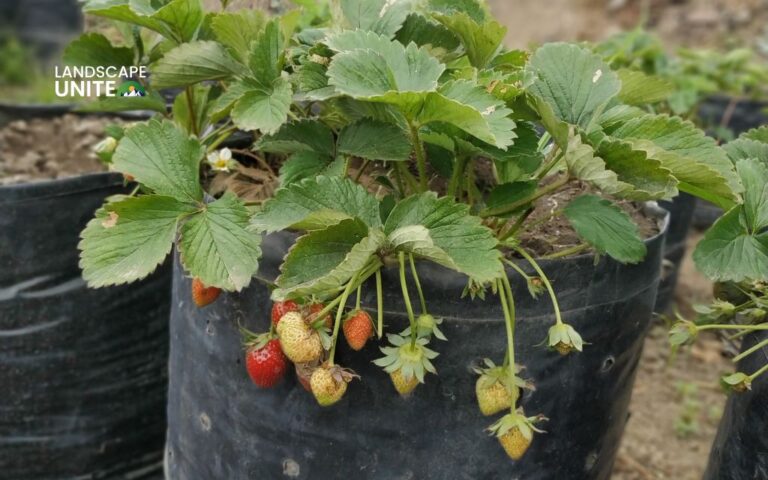 How to winterize strawberry plants to prevent winter damage?