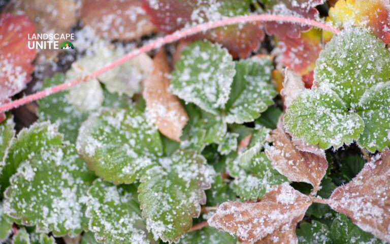How to winterize strawberry plants to prevent winter damage?