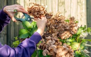 How to Winterize Hydrangea Plants Successfully This Winter?