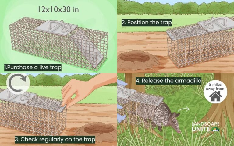 How to get rid of armadillos in yard: 7 Best practices