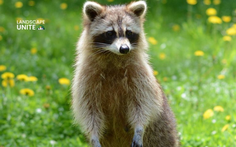 How to keep raccoons out of your yard: 10 effective solutions