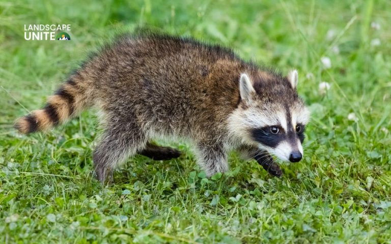 How to keep raccoons out of your yard: 10 effective solutions