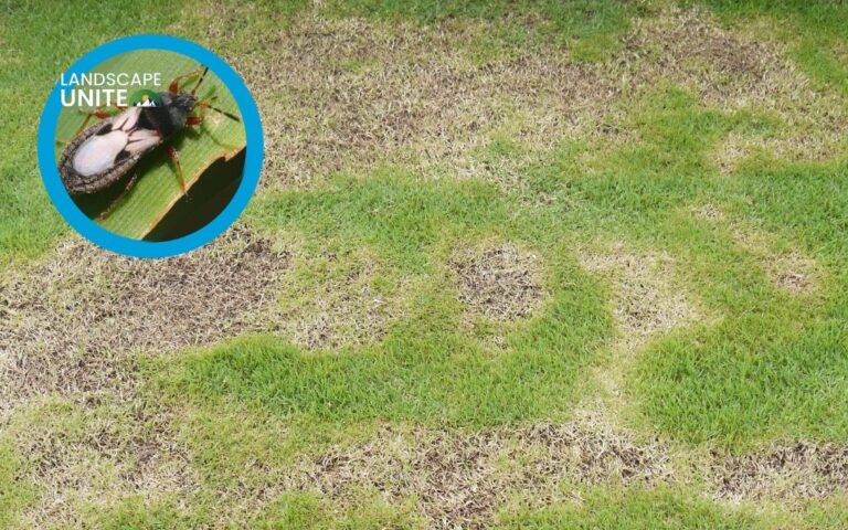 How Do You Get Rid of Chinch Bugs Naturally? 8 Safe Methods