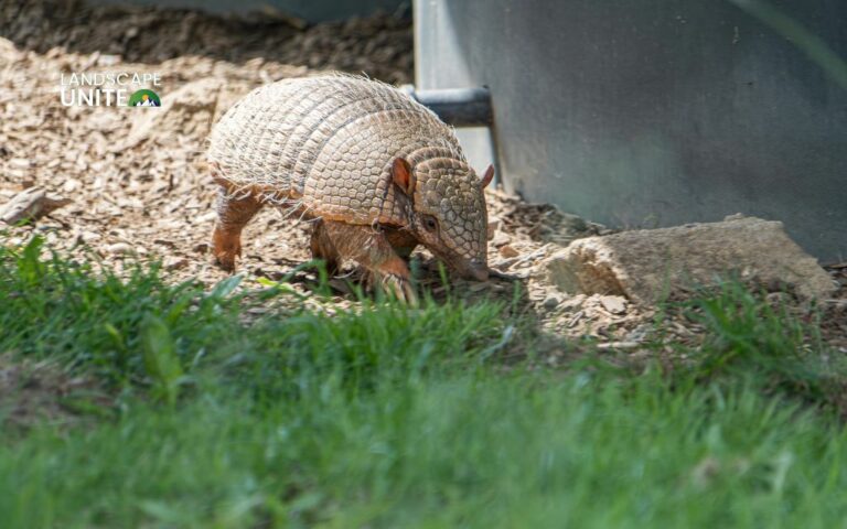 How to get rid of armadillos in yard: 7 Best practices
