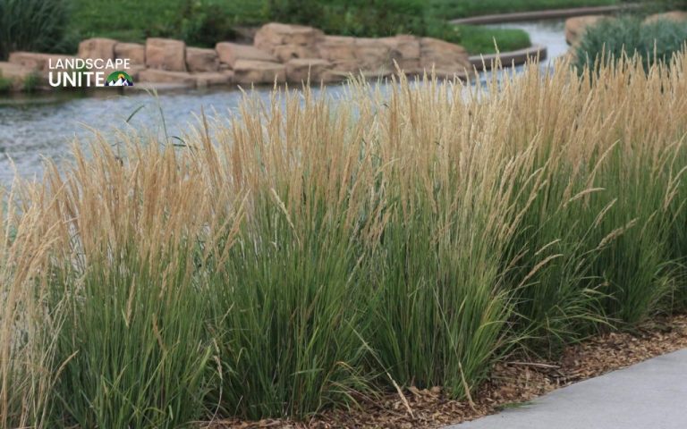 Grasses for flower beds: Top 10 types that made yours sparkle